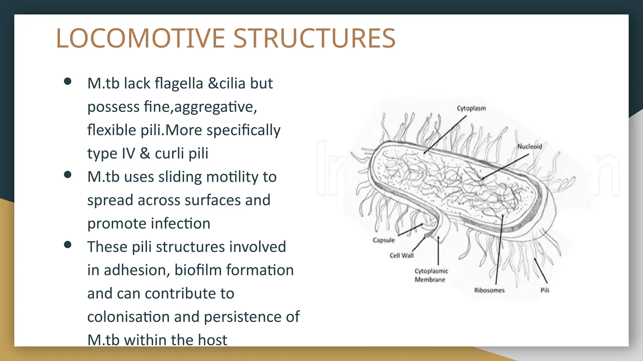 Morphology of mycobacterium tuberculosis | PPTX