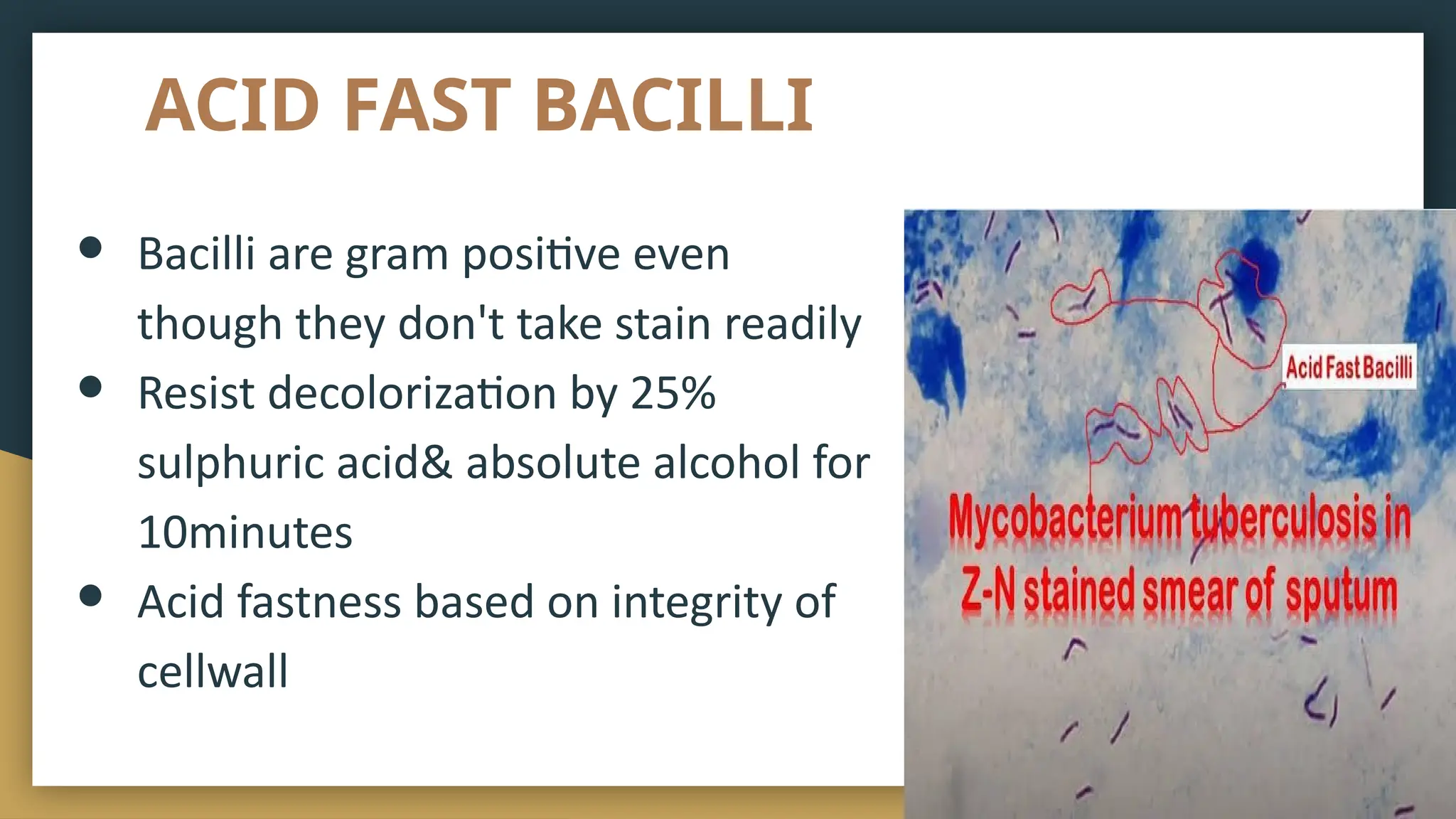 Morphology of mycobacterium tuberculosis | PPTX