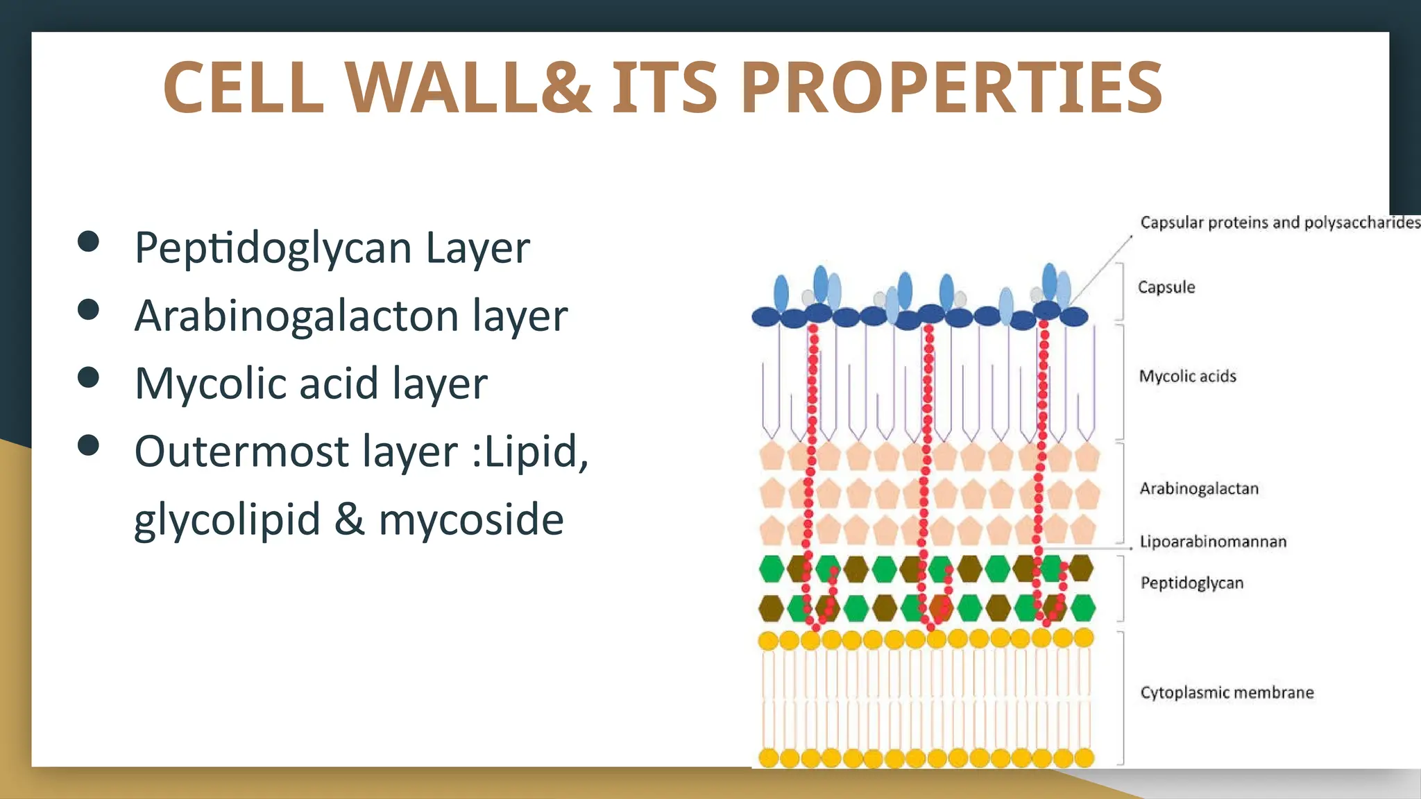 Morphology of mycobacterium tuberculosis | PPTX