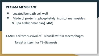 Morphology of mycobacterium tuberculosis | PPTX