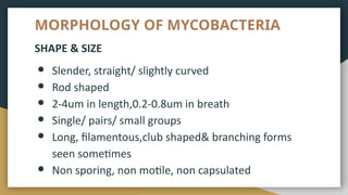 Morphology of mycobacterium tuberculosis | PPTX