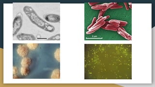 Morphology of mycobacterium tuberculosis | PPTX