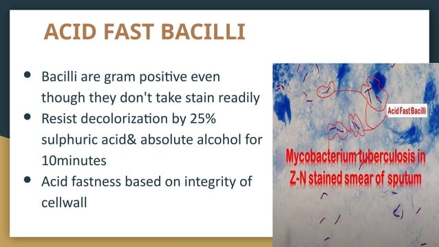 Morphology of mycobacterium tuberculosis | PPT
