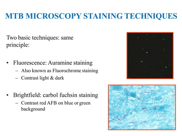 Mycobacterium tuberculosis smear microscopy | PPTX | Infectious ...