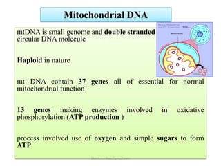 Mt DNA | PPTX