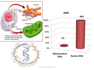 Mitochondrial Dna Vs Nuclear Dna