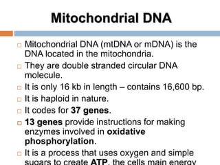 Mitochondrial DNA | PPTX