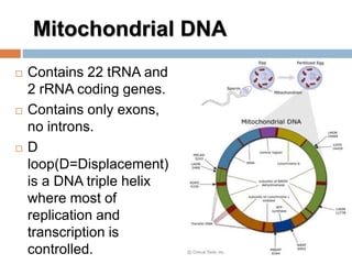 Mitochondrial DNA | PPTX