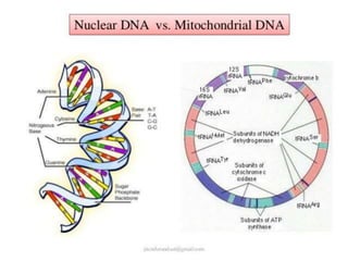 Mitochondrial DNA | PPTX