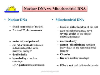 Mitochondrial Dna Vs Nuclear Dna