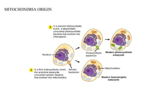 mtDNA. Molecular biology mutations of mitochondrial DNA | PPT