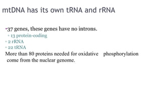 mtDNA. Molecular biology mutations of mitochondrial DNA | PPT