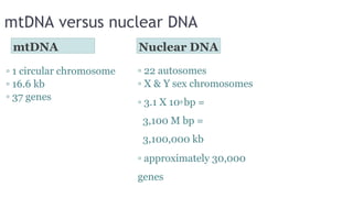mtDNA. Molecular biology mutations of mitochondrial DNA | PPT