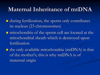 Mitochondrial DNA | PPT