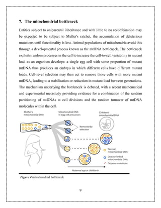 Mitochondrial DNA Report - Rasol Sindy | PDF