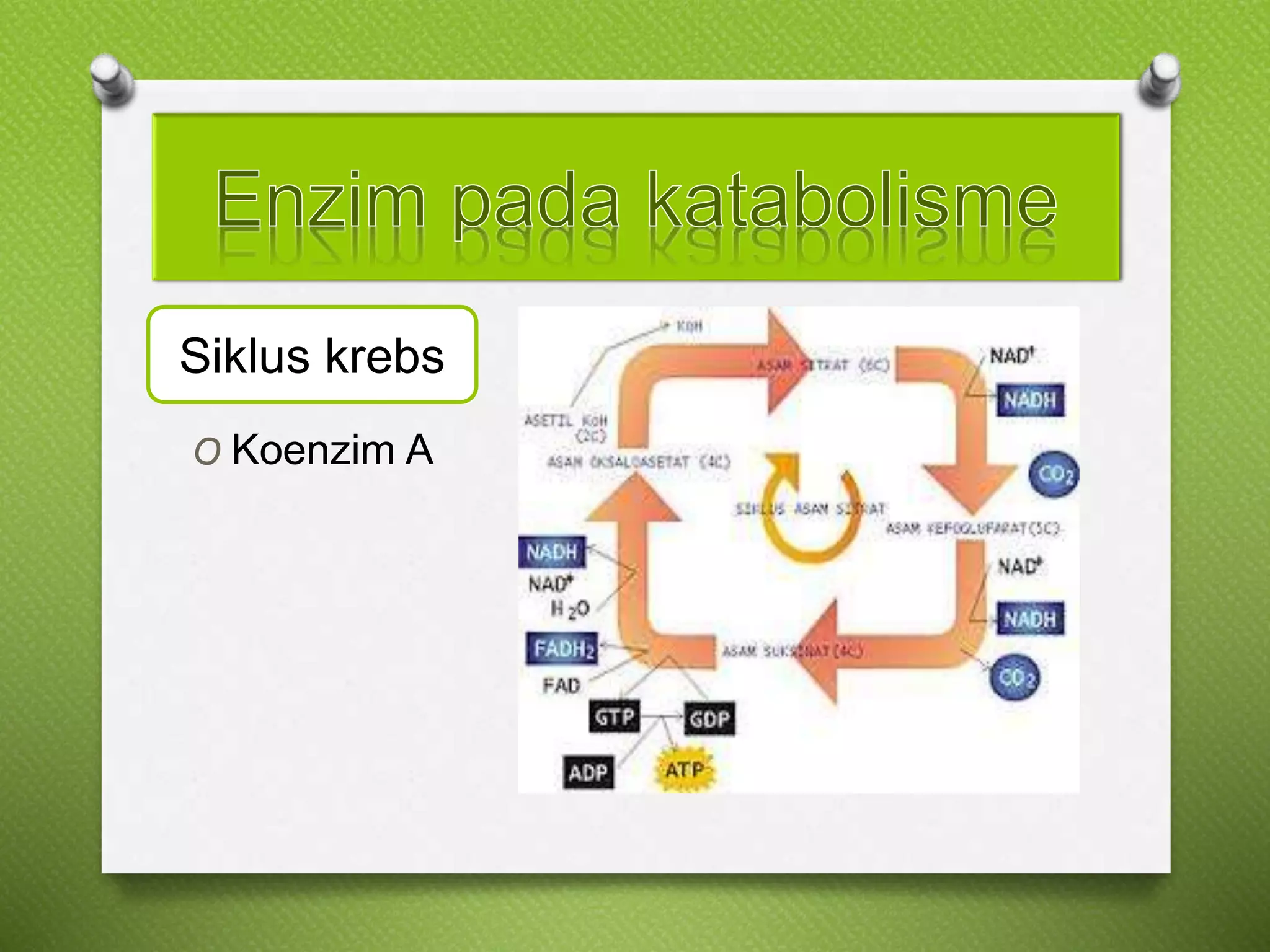 Metabolisme dan peranan enzim pada tumbuhan | PPTX