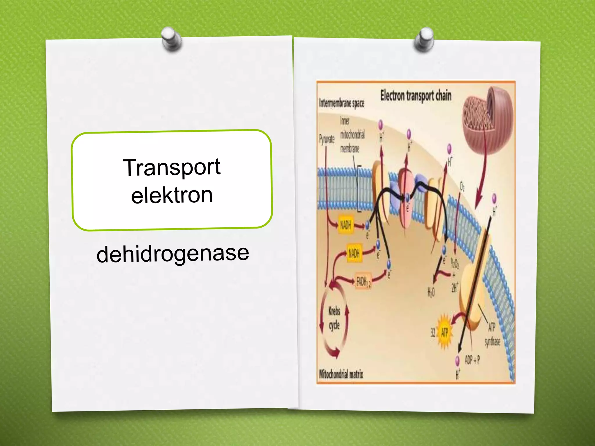 Metabolisme dan peranan enzim pada tumbuhan | PPTX