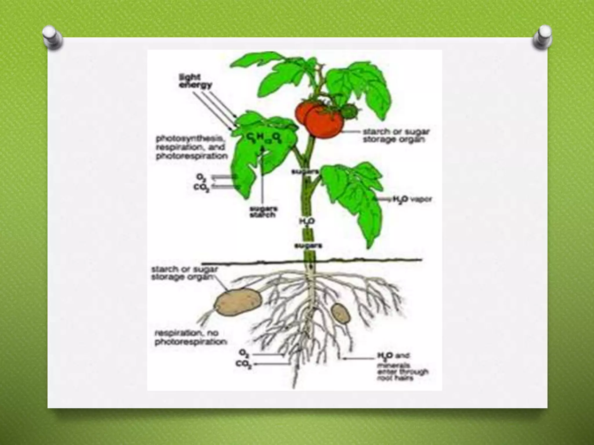 Metabolisme dan peranan enzim pada tumbuhan | PPTX