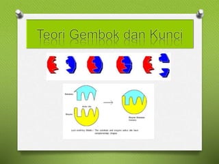 Metabolisme dan peranan enzim pada tumbuhan | PPTX