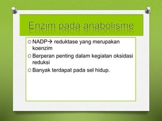 Metabolisme dan peranan enzim pada tumbuhan | PPTX