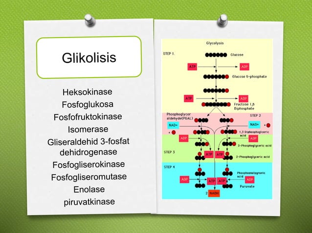Metabolisme dan peranan enzim pada tumbuhan | PPTX