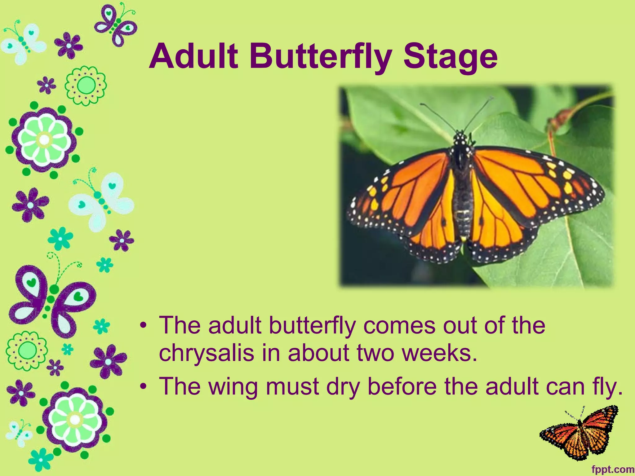 Life Cycle of A Butterfly | PPT