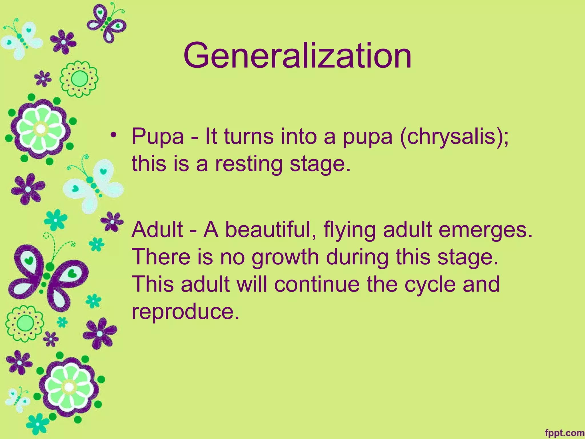 Life Cycle of A Butterfly | PPT