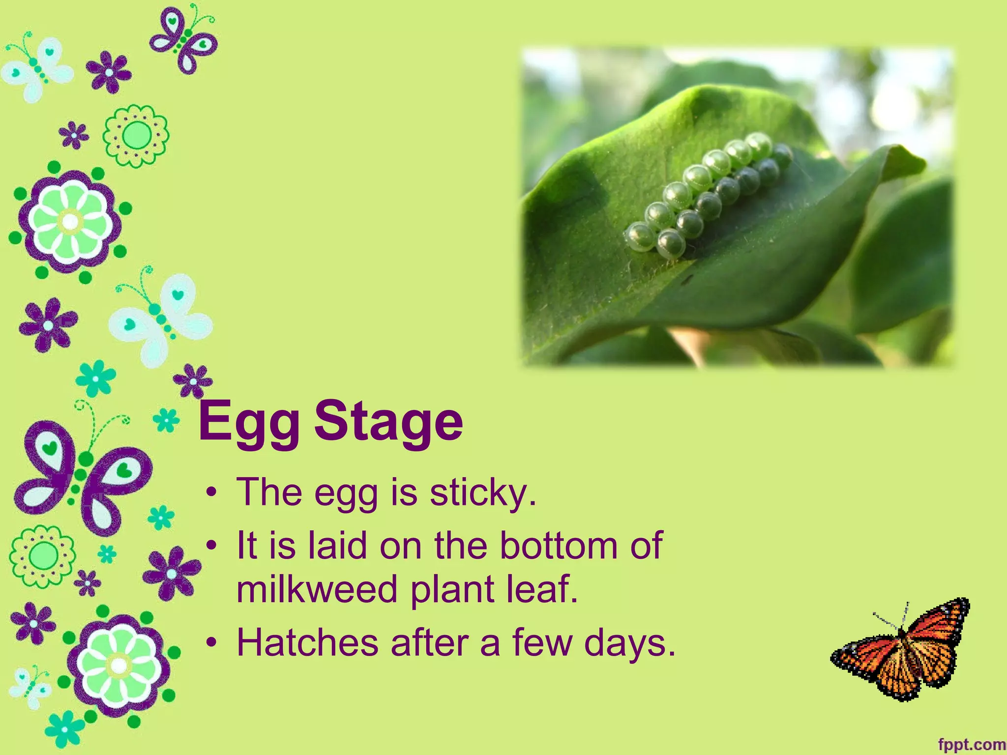 Life Cycle of A Butterfly | PPT