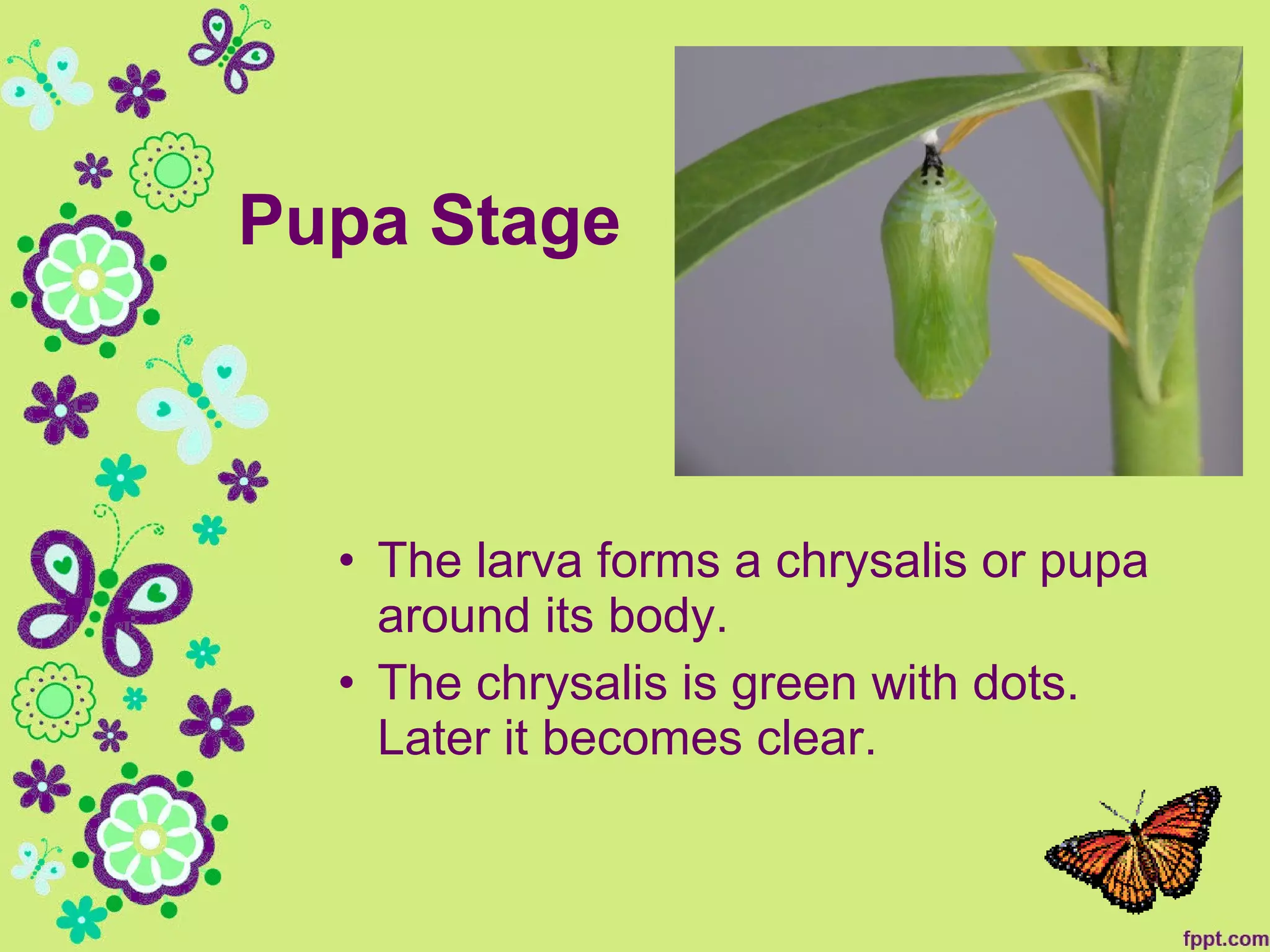 Life Cycle of A Butterfly | PPT