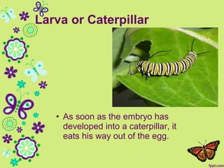 Life Cycle of A Butterfly | PPT