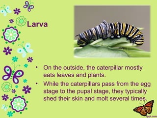 Life Cycle of A Butterfly | PPT