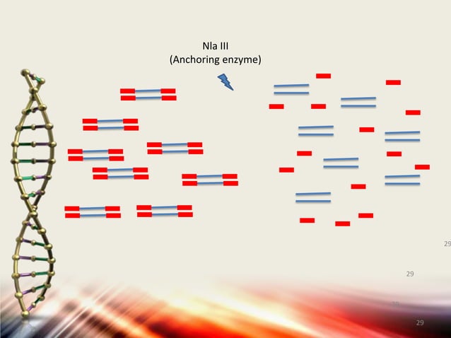 SAGE (Serial analysis of Gene Expression) | PPTX | Chemistry | Science