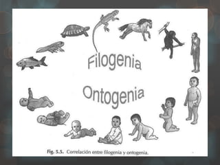 Método de tratamiento Temple Fay - Neurofacilitación | PPTX