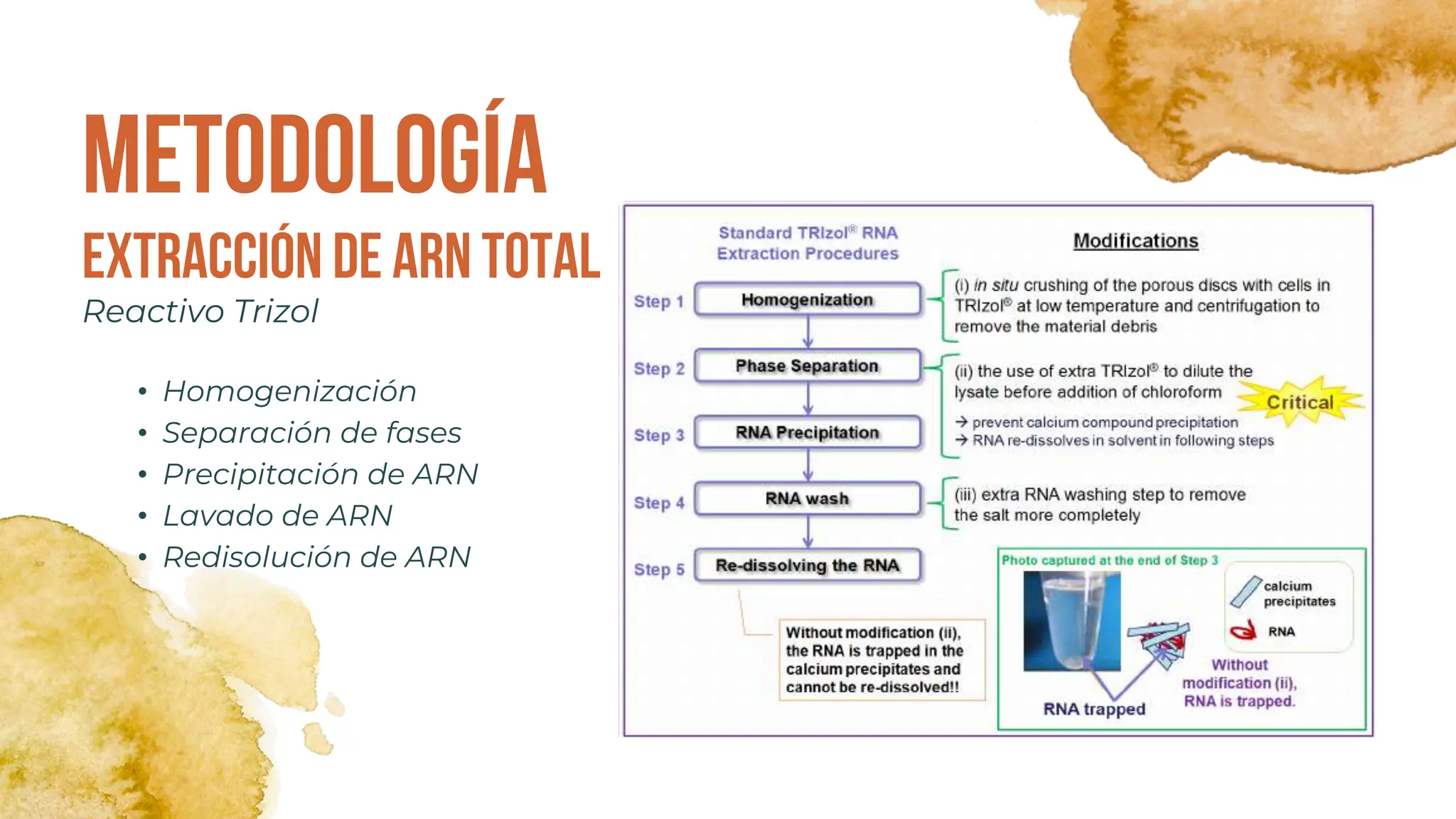 MÉTODOS EXTRACCIÓN DE ARN DE Candida albicans. | PPTX