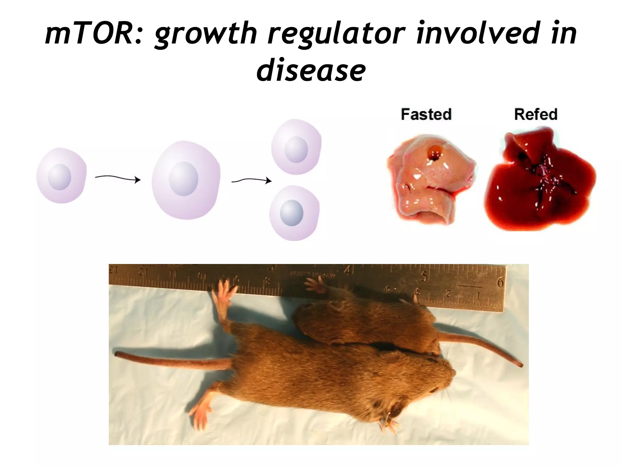 mTOR: growth regulator involved in disease | PPT