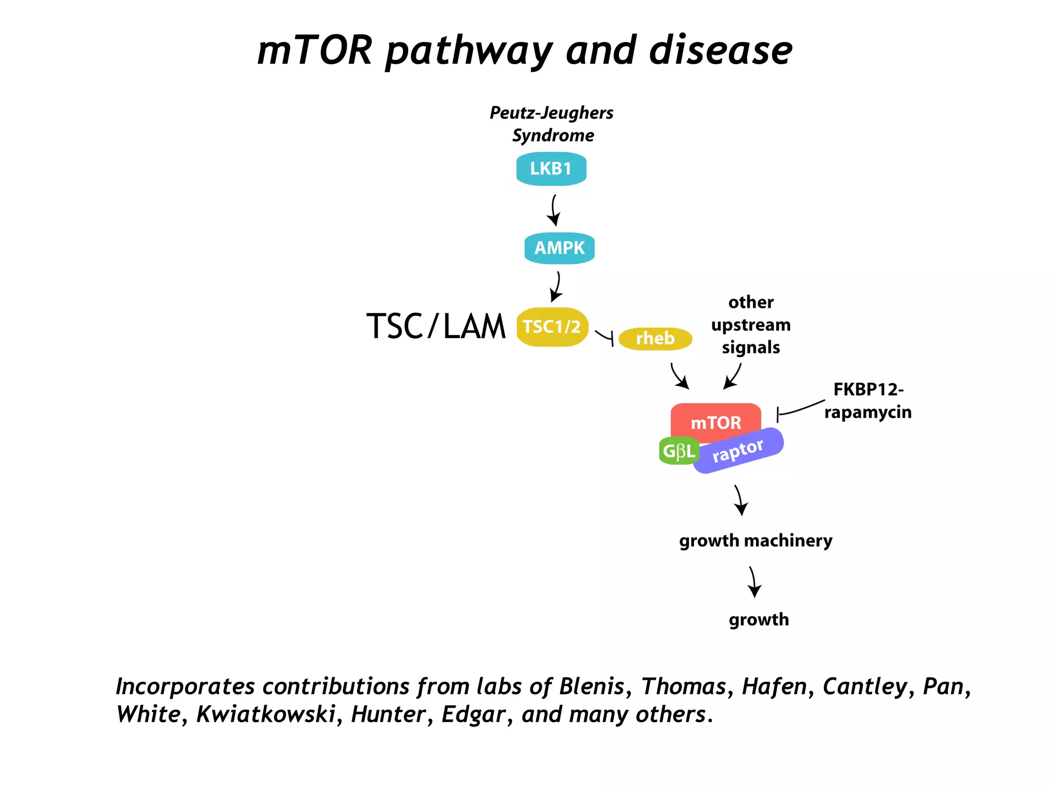 mTOR: growth regulator involved in disease | PPT