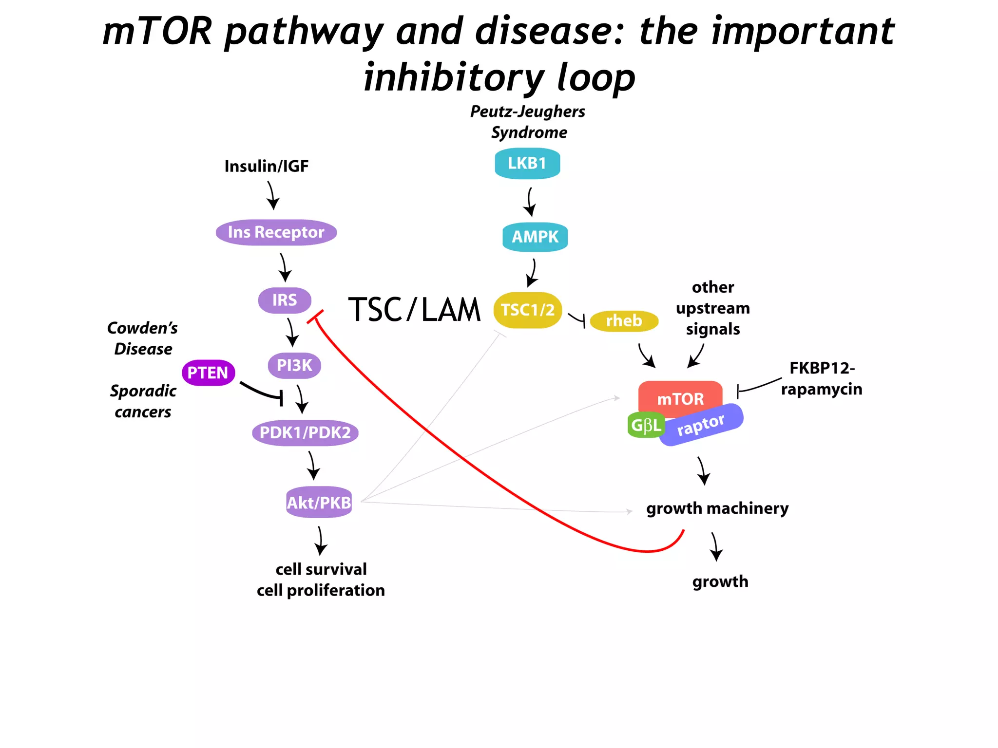 mTOR: growth regulator involved in disease | PPT