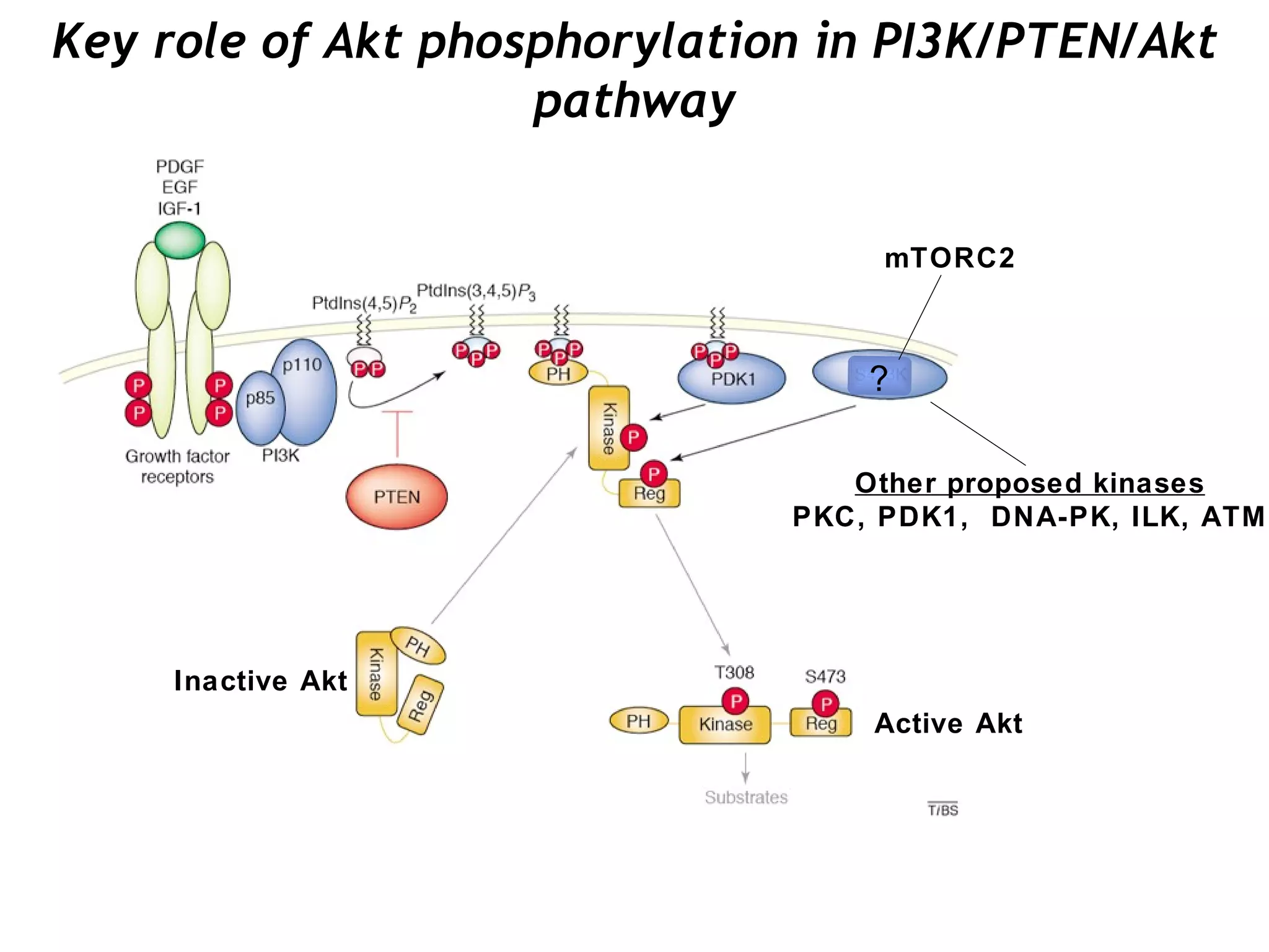 mTOR: growth regulator involved in disease | PPT