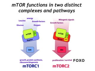 mTOR: growth regulator involved in disease | PPT