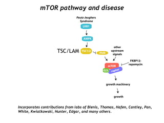 mTOR: growth regulator involved in disease | PPT | Endocrine and ...