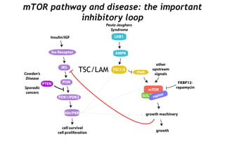 mTOR: growth regulator involved in disease | PPT