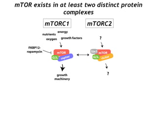 mTOR: growth regulator involved in disease | PPT
