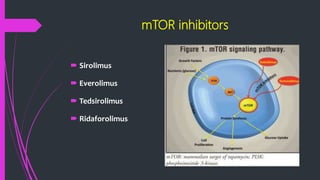 Mtor inhibitors in renal transplant | PPTX