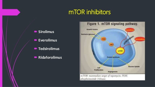 Mtor inhibitors in renal transplant
