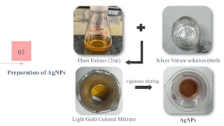 Biogenic synthesis of Silver Nanoparticles fromOldenlandiya Cormybosa ...