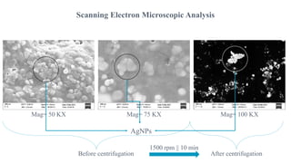 Biogenic synthesis of Silver Nanoparticles fromOldenlandiya Cormybosa ...