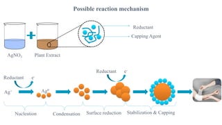 Biogenic synthesis of Silver Nanoparticles fromOldenlandiya Cormybosa ...