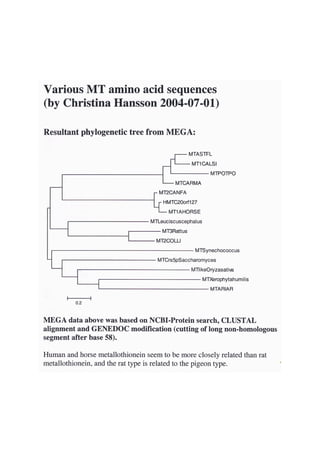 Metallothionein phylogenetic tree | PDF
