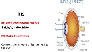 medical terminology by Yosra Raziani | PPT