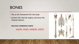 medical terminology by Yosra Raziani | PDF